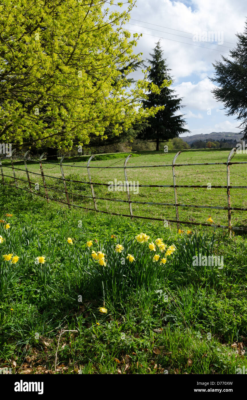 Daffodils in spring sunshine in the Worcestershire countryside Stock ...