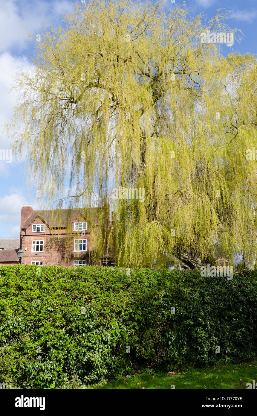 Large Weeping Widow tree in the garden of a large red brick house in ...