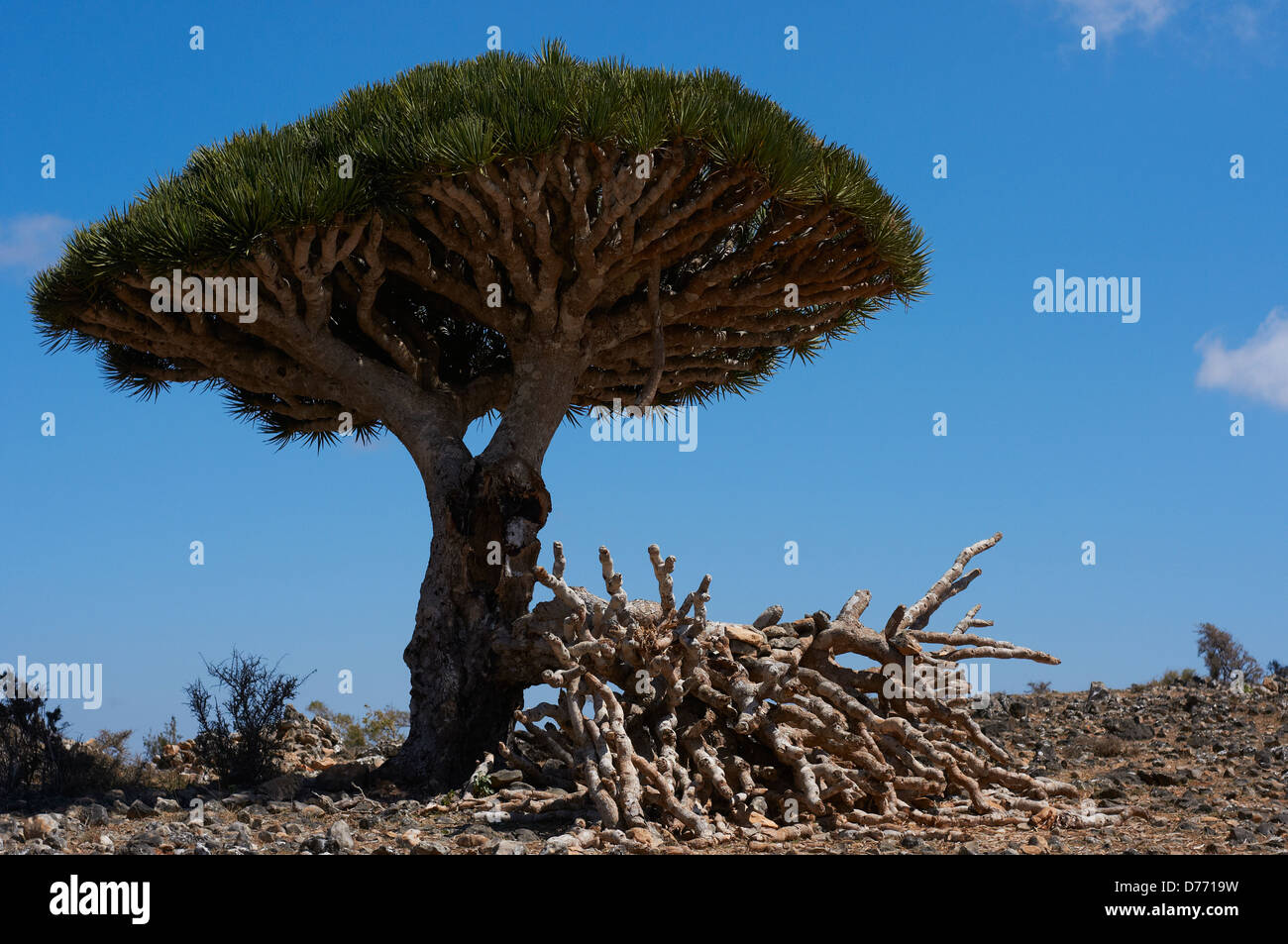 A dragon blood tree on the island of Socotra Stock Photo - Alamy