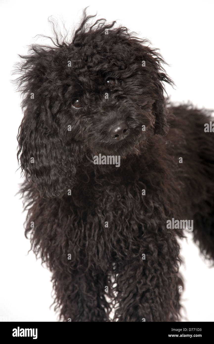 Black poodle puppy isolated on white background Stock Photo - Alamy