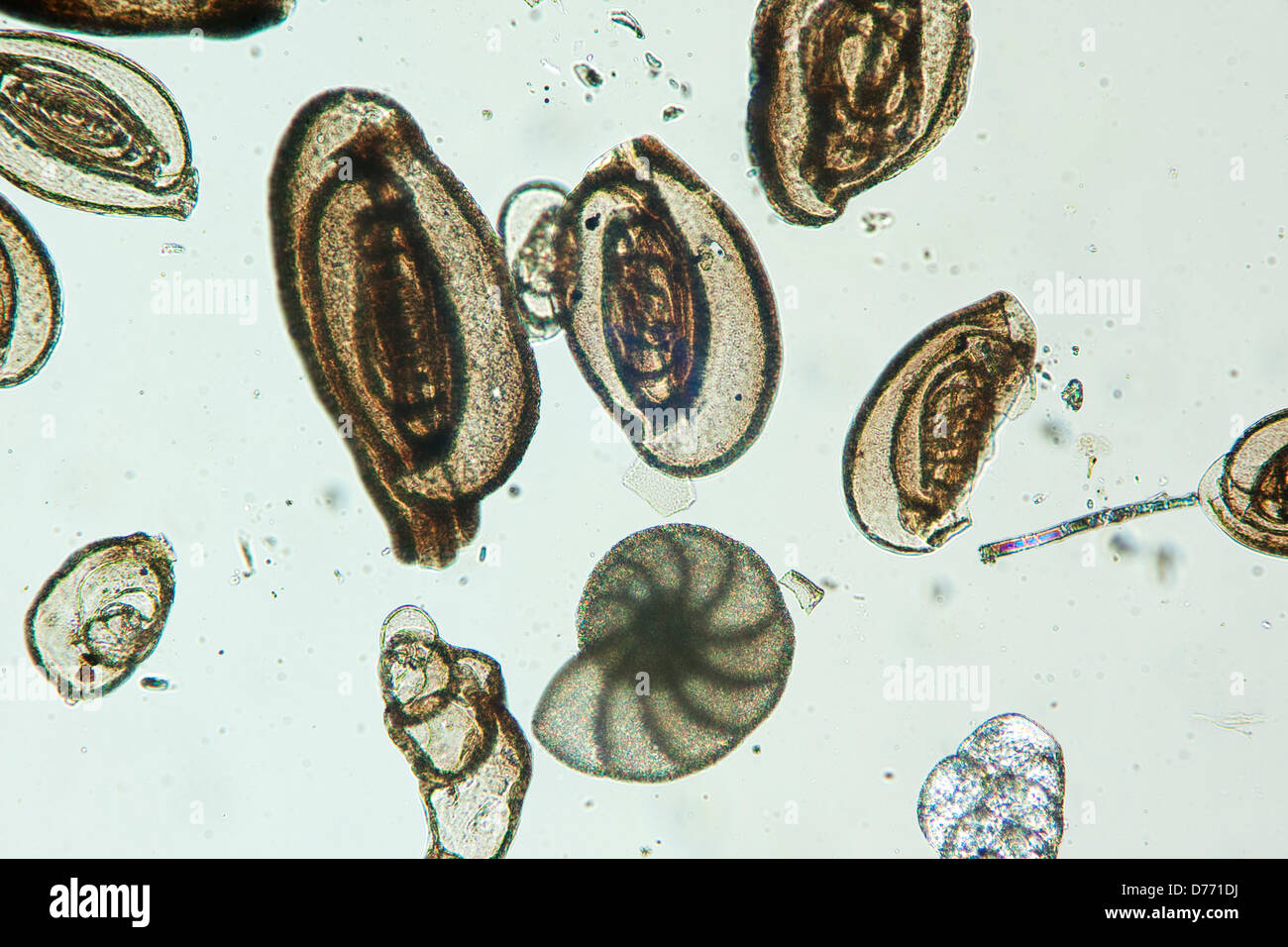 Foraminifera or foraminiferans hi-res stock photography and images - Alamy