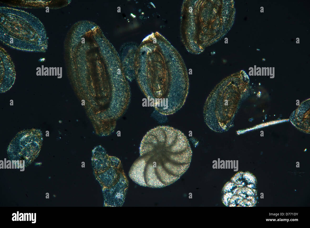 Foraminifera or foraminiferans hi-res stock photography and images - Alamy