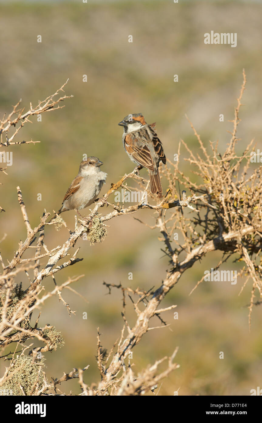 Endemic sparrow species on the island of Socotra Stock Photo - Alamy
