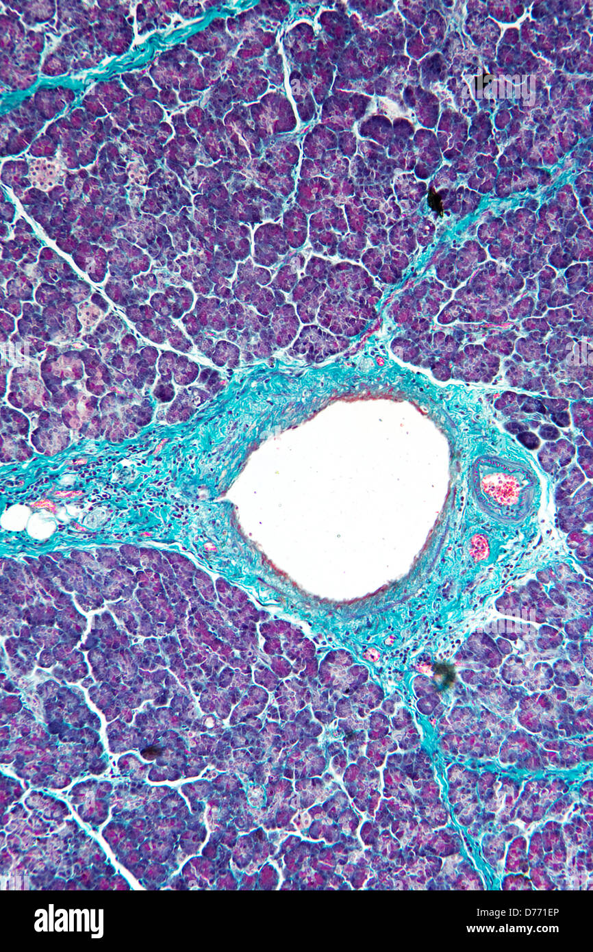 Pancreas Gland Histology