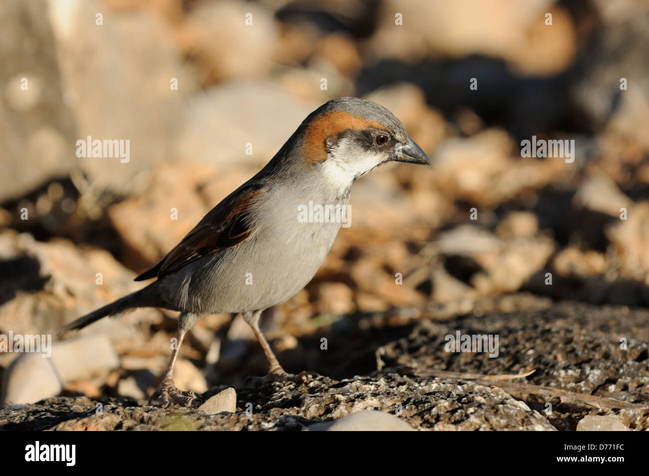 Endemic sparrow species on the island of Socotra Stock Photo - Alamy