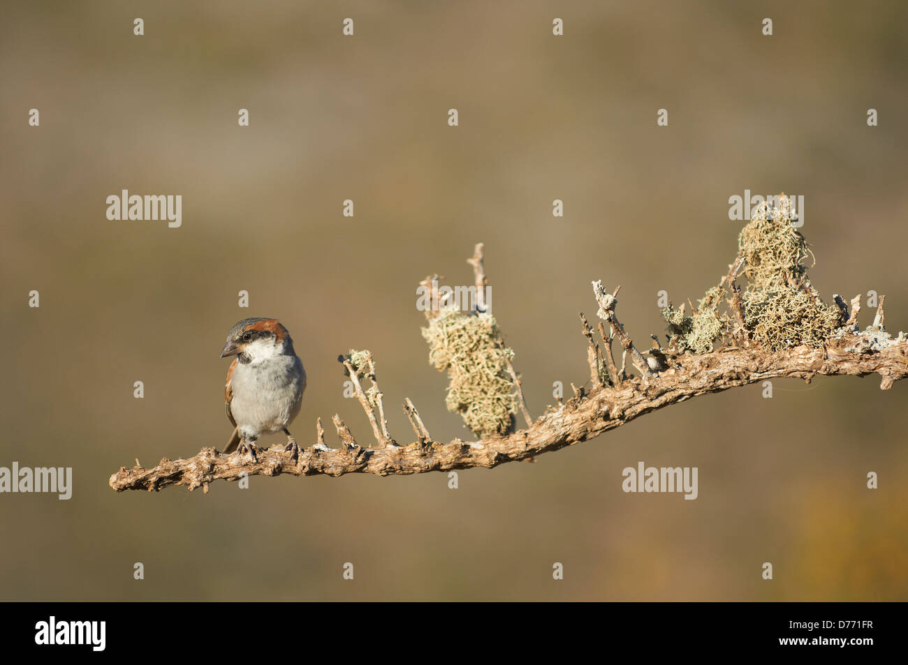 Endemic sparrow species on the island of Socotra Stock Photo - Alamy