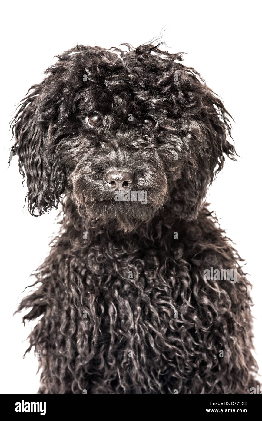 Black poodle puppy isolated on white background Stock Photo - Alamy
