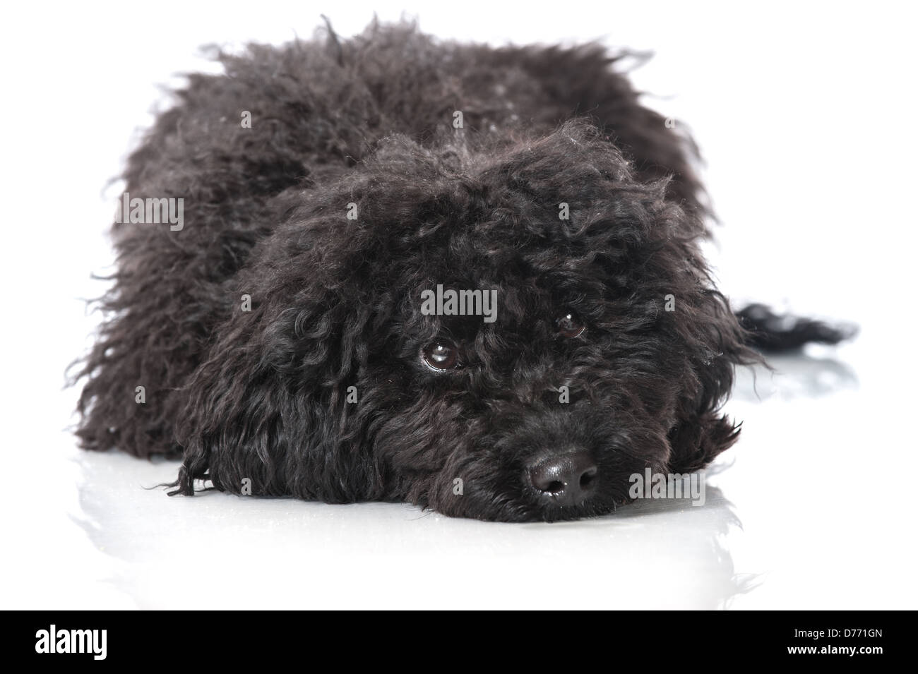 Black poodle puppy isolated on white background Stock Photo - Alamy