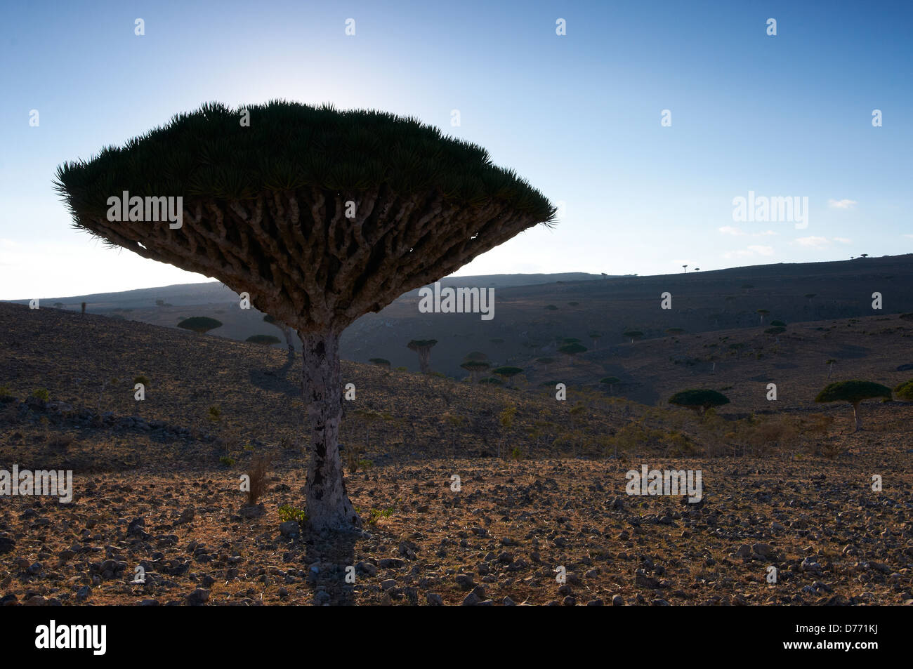 Landscape from Socotra with dragon blood trees Stock Photo - Alamy