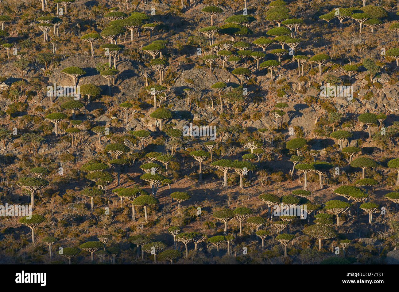 Forest of Dragon blood trees on the island of Socotra Stock Photo - Alamy