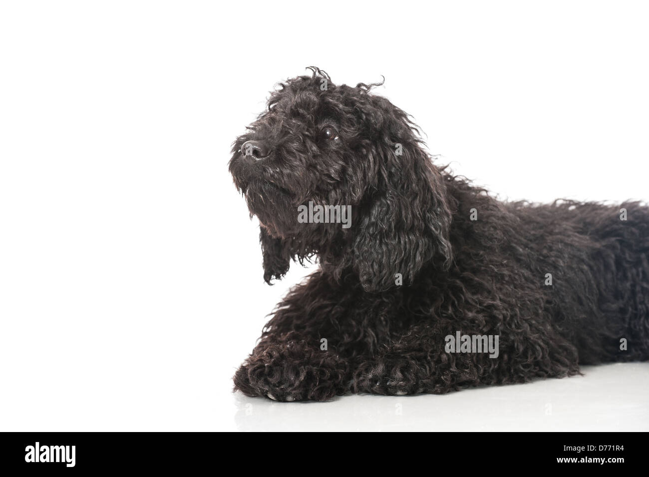 Black poodle puppy isolated on white background Stock Photo - Alamy