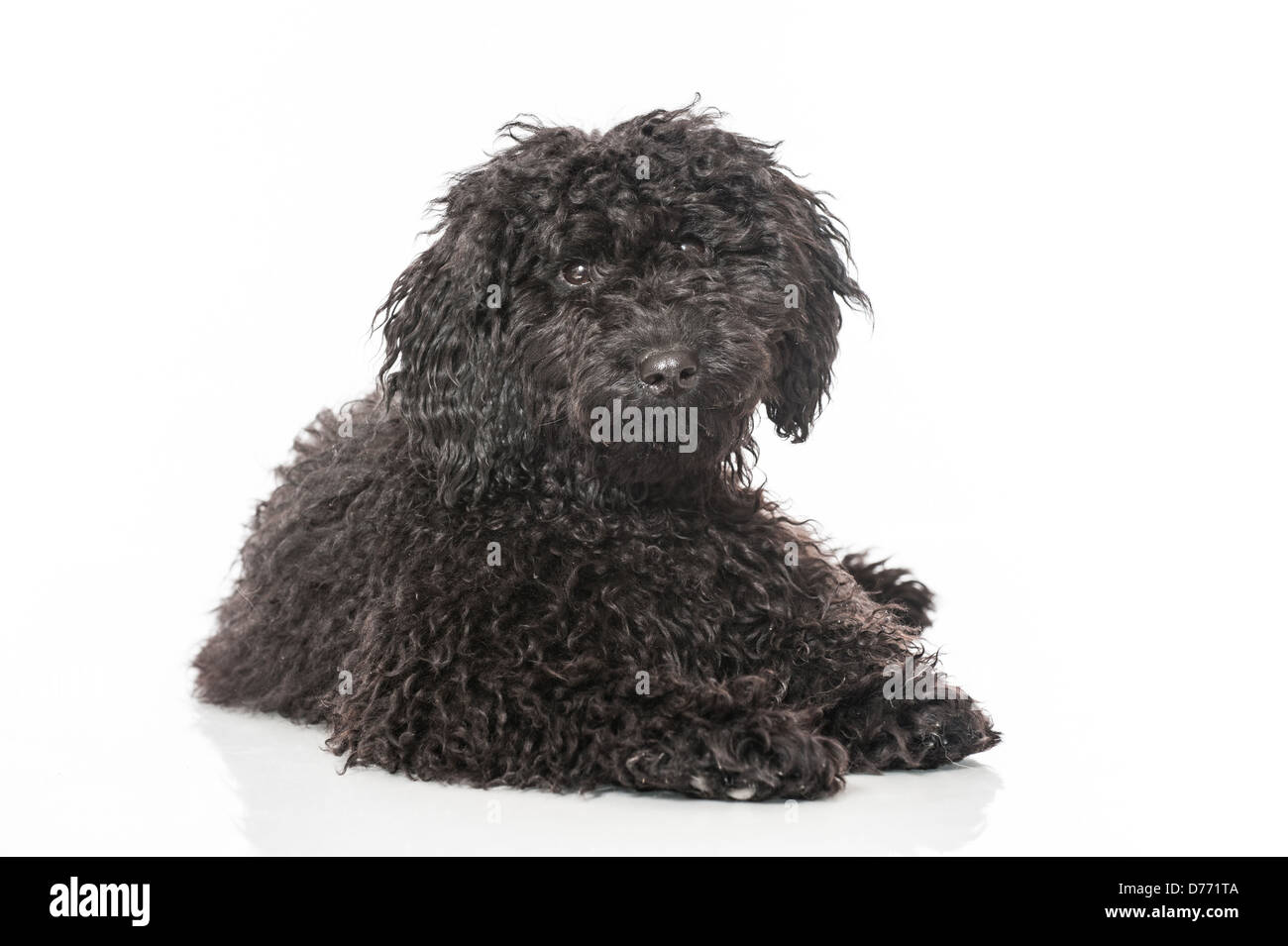 Black poodle puppy isolated on white background Stock Photo - Alamy