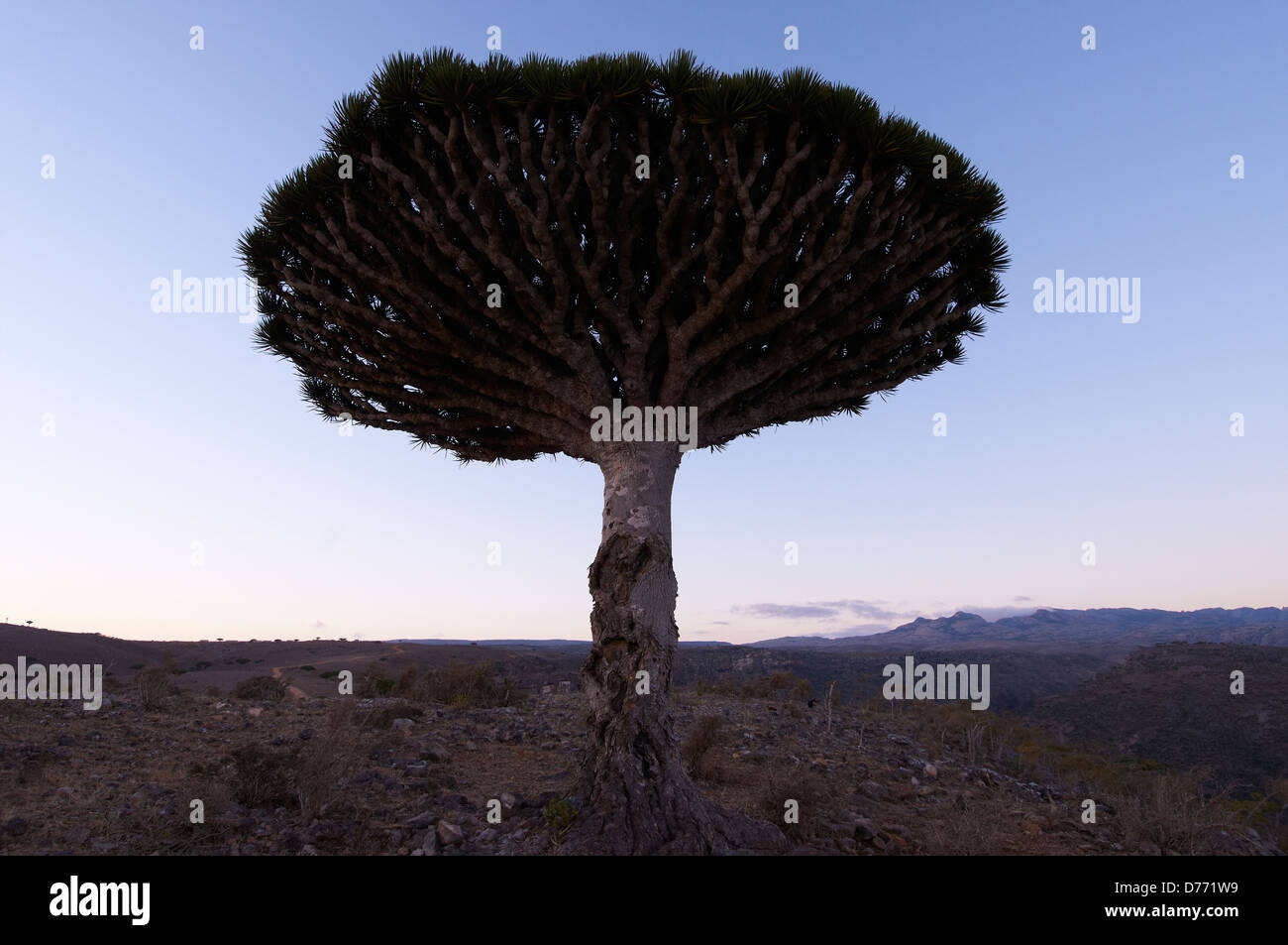 Dragon blood tree at dusk on the island of Socotra Stock Photo - Alamy