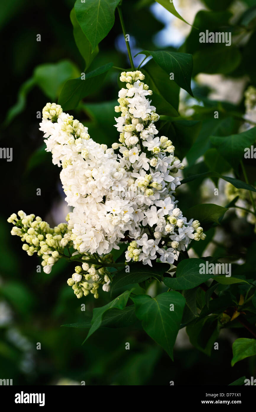 Flieder hi-res stock photography and images - Alamy