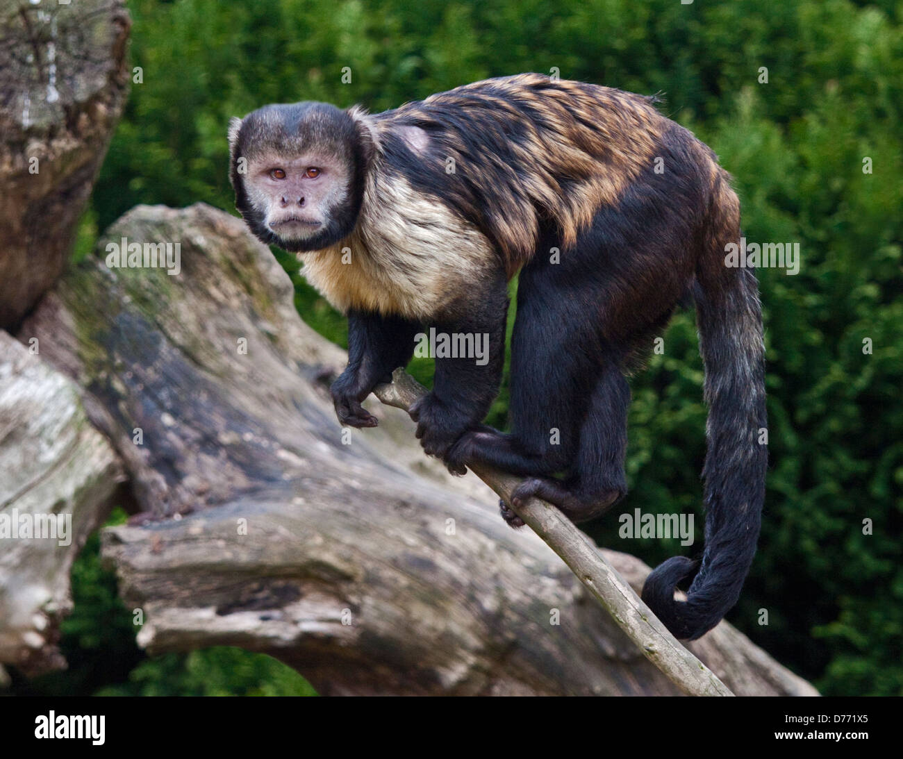 Buffy Headed Capuchin (sapajus xanthosternos Stock Photo - Alamy