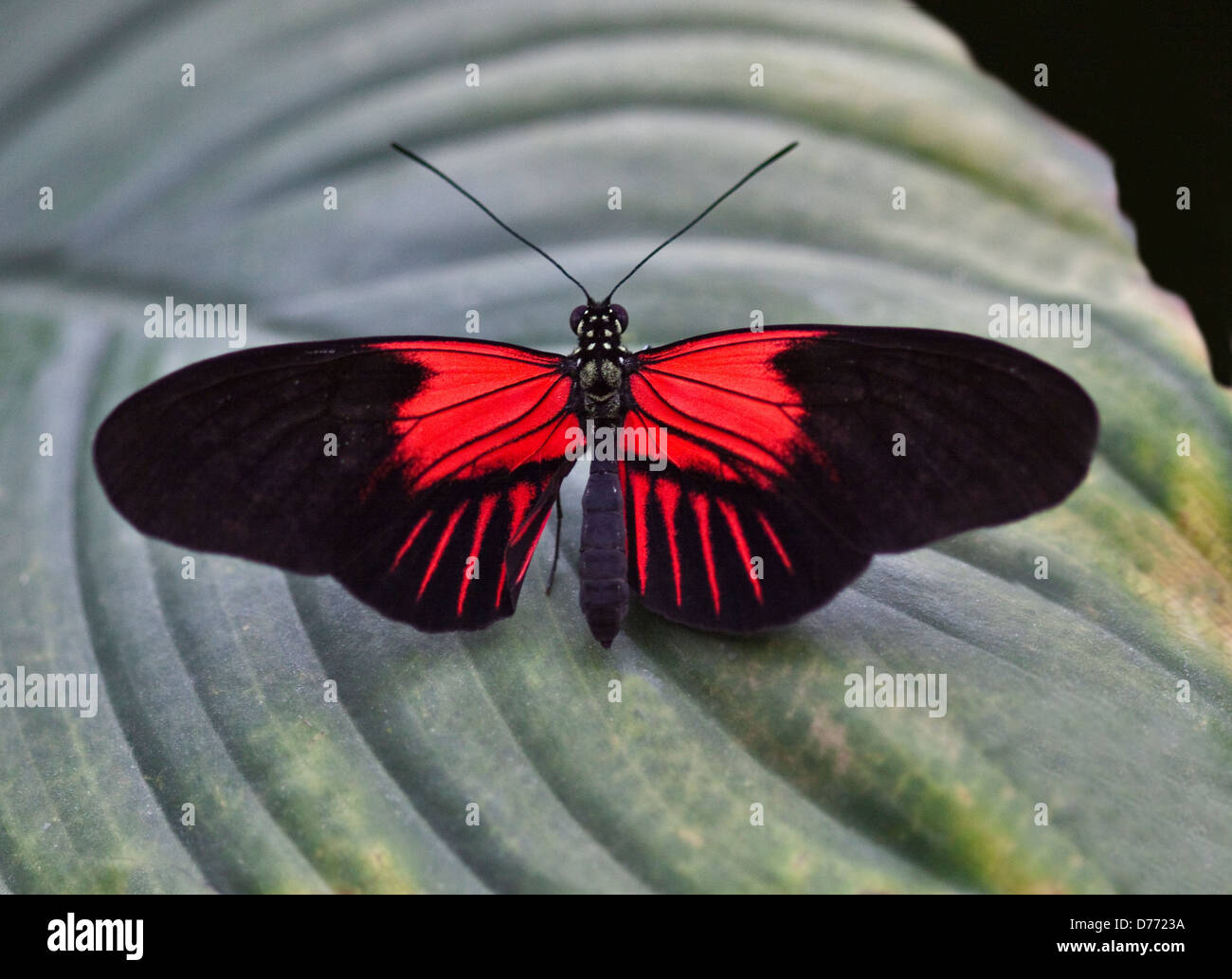 The postman butterfly hi-res stock photography and images - Alamy