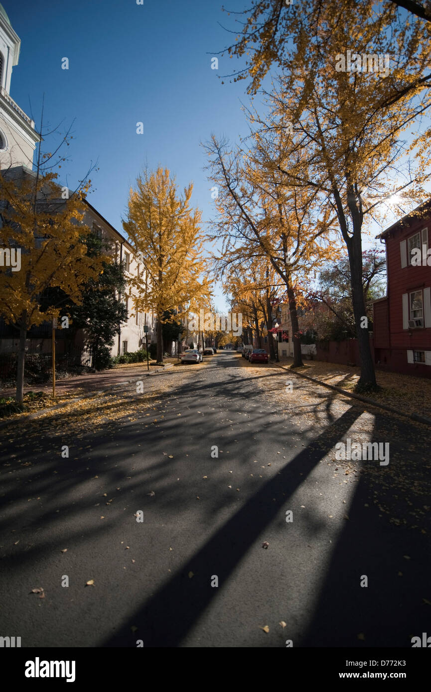 Leafy street old houses in historic district Georgetown in Fall ...