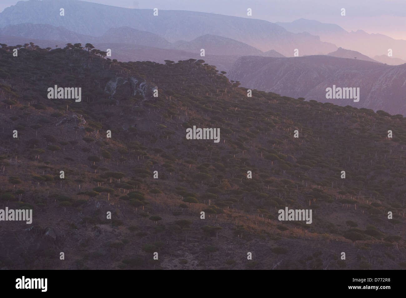 Dragon blood tree forest on Socotra Stock Photo - Alamy