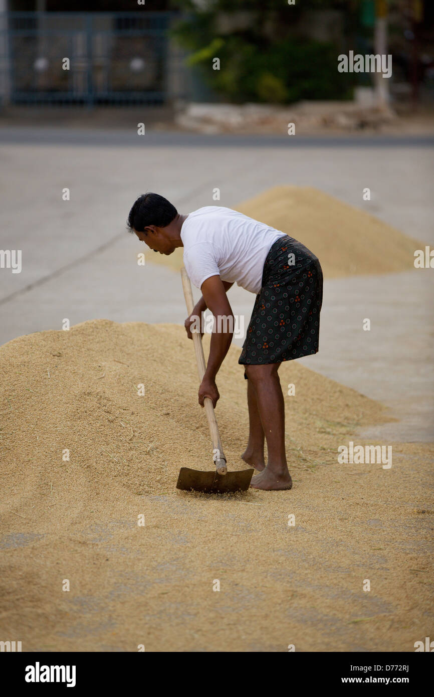 Rice drying on the road hi-res stock photography and images - Alamy