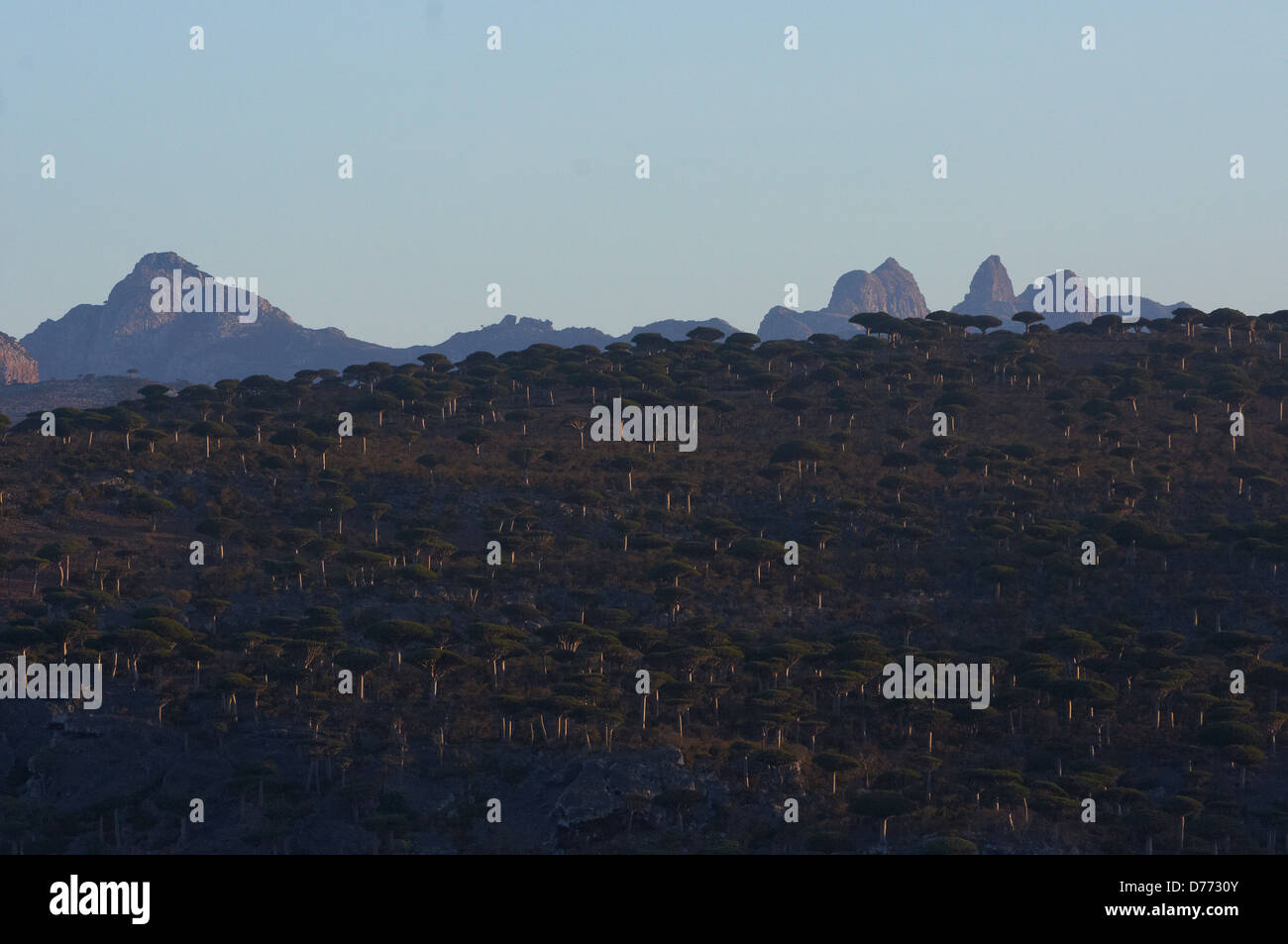 Amazing sight of a dragon blood tree forest on Socotra Stock Photo - Alamy