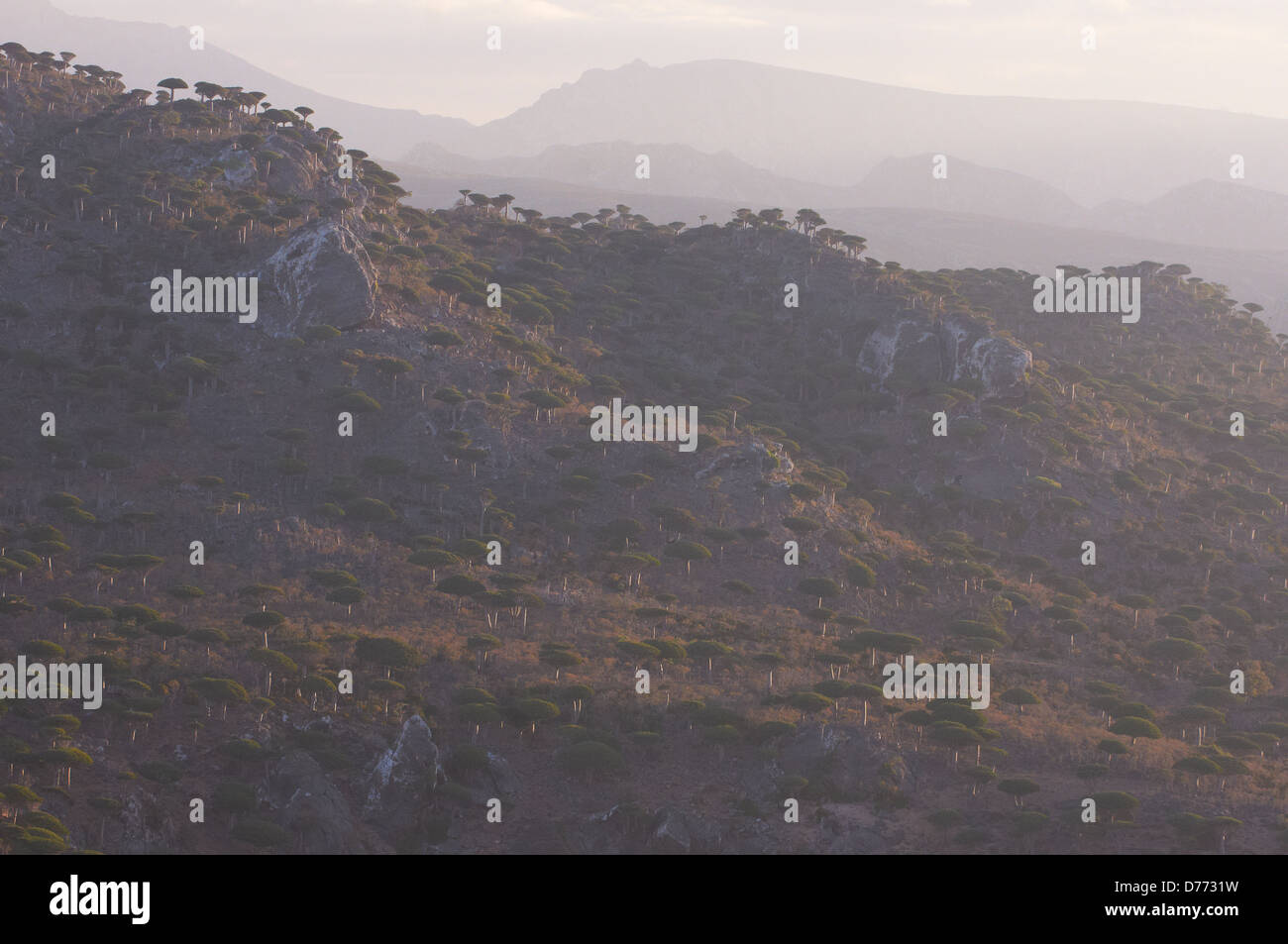 Amazing sight of a dragon blood tree forest on Socotra Stock Photo - Alamy