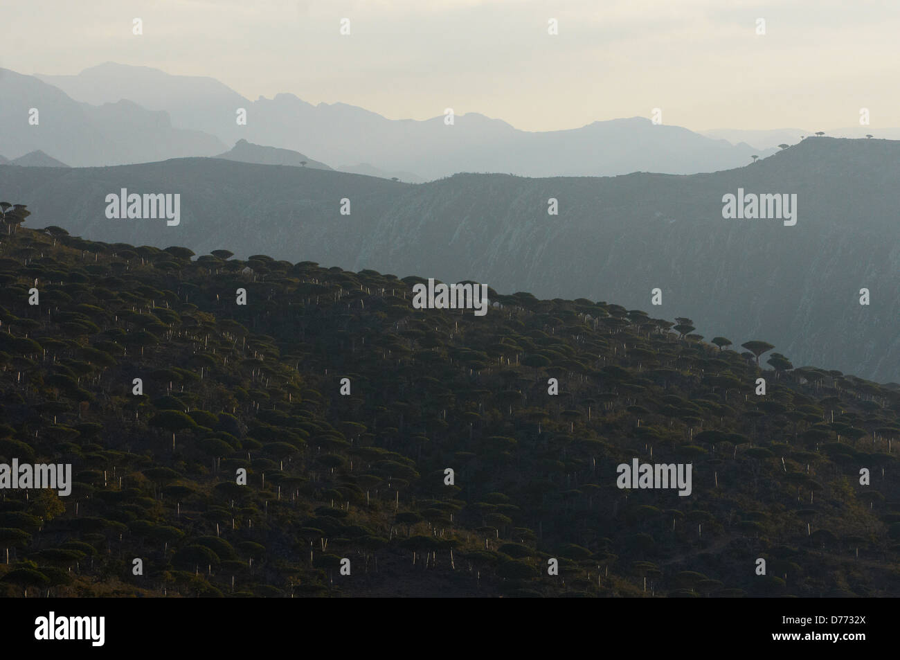 Amazing sight of a dragon blood tree forest on Socotra Stock Photo - Alamy