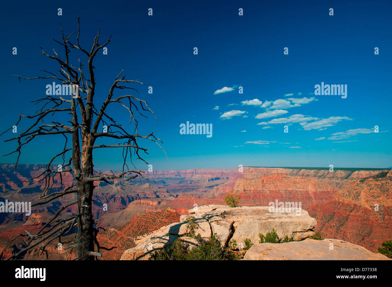 Layers of a tree hi-res stock photography and images - Alamy