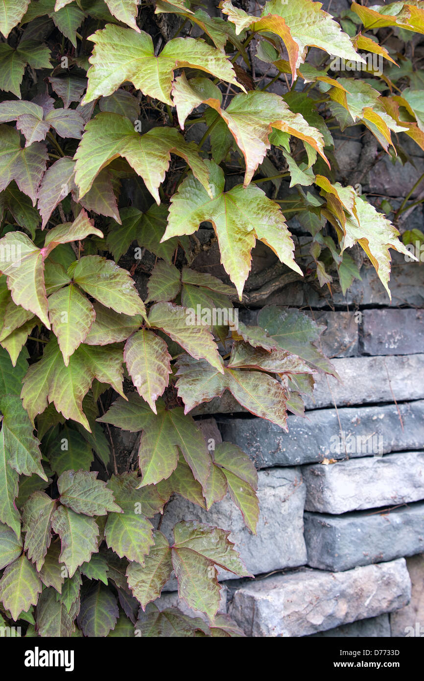 Ivy climbing the wall hi-res stock photography and images - Alamy