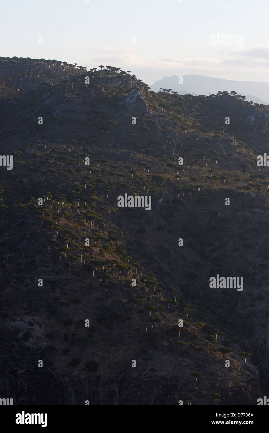 Amazing sight of a dragon blood tree forest on Socotra Stock Photo - Alamy