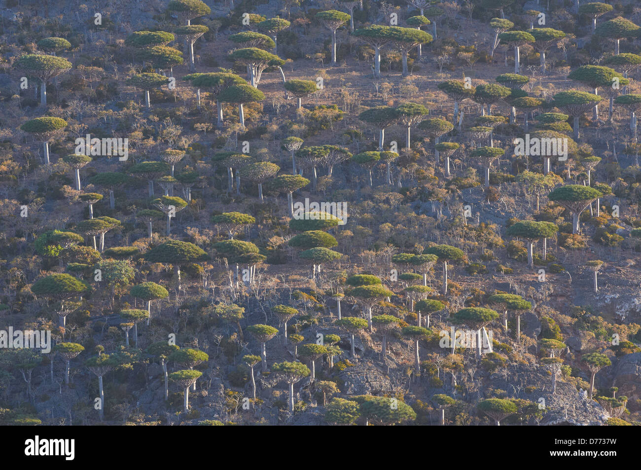 Amazing sight of a dragon blood tree forest on Socotra Stock Photo - Alamy