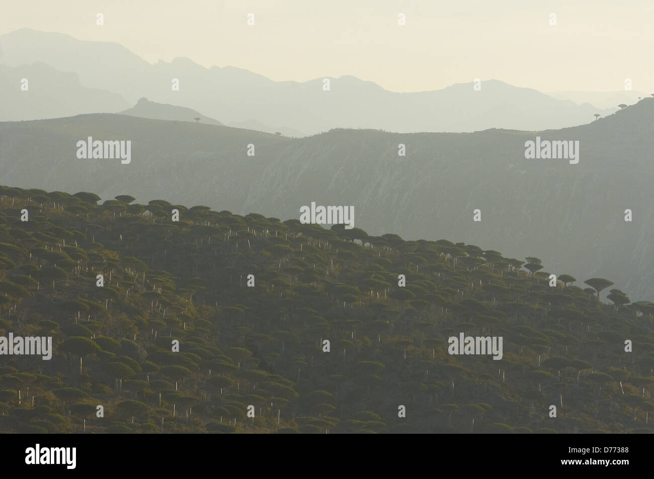 Amazing sight of a dragon blood tree forest on Socotra Stock Photo - Alamy