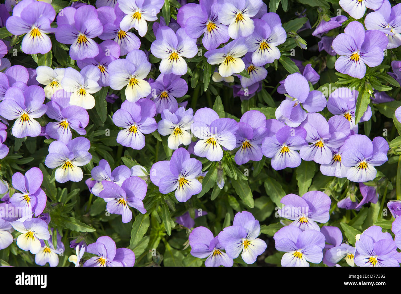 Pansy Flowers Blooming in the Garden Background Stock Photo - Alamy