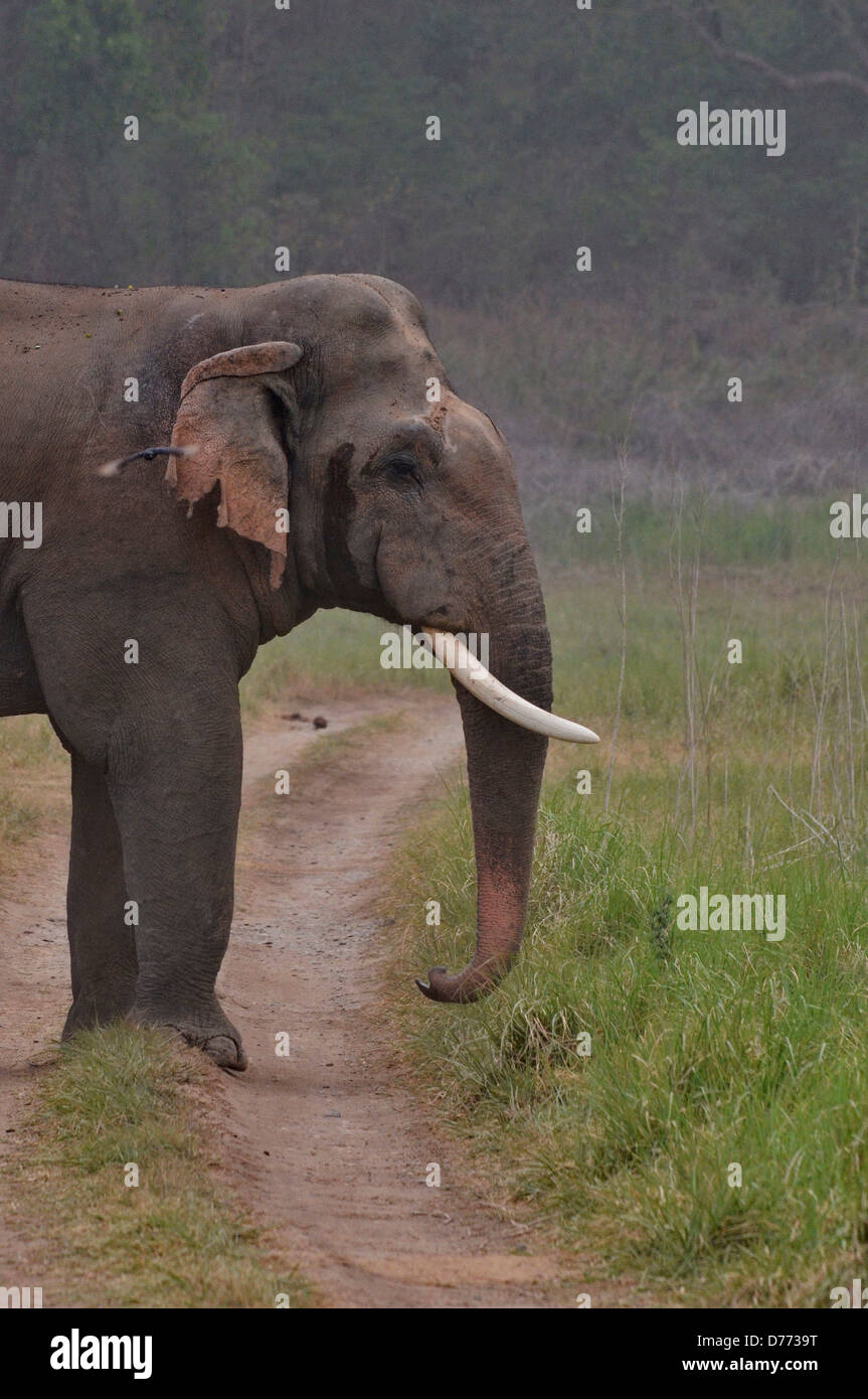 Indian bull elephant hi-res stock photography and images - Alamy