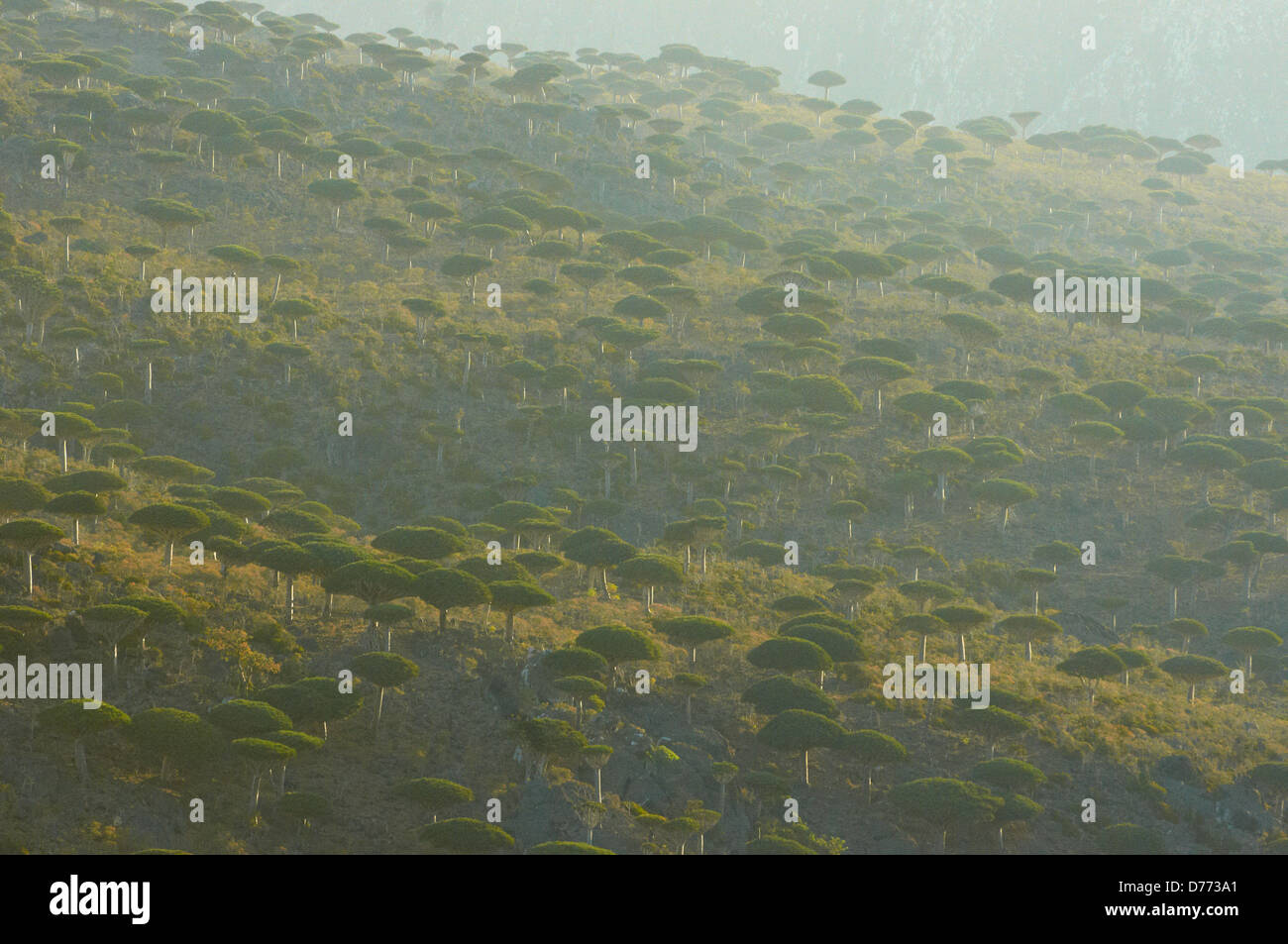 Amazing sight of a dragon blood tree forest on Socotra Stock Photo - Alamy