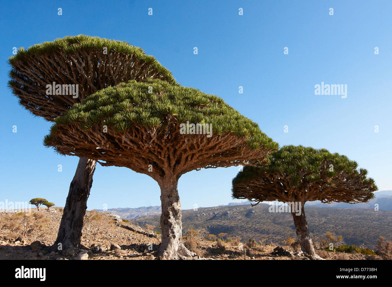 Amazing dragon blood trees on the island of Socotra Stock Photo - Alamy