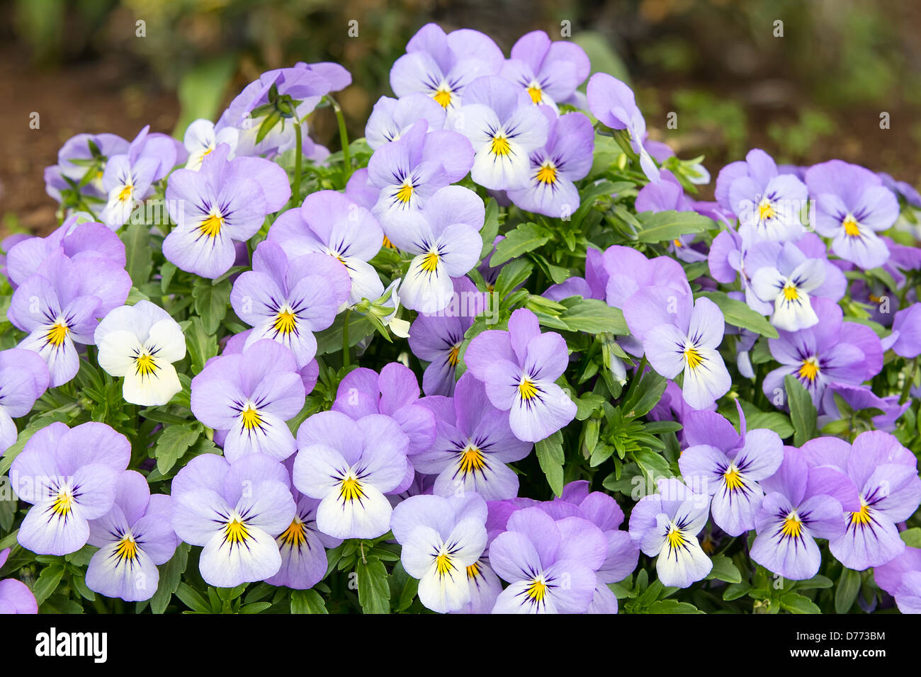 Bunch of Pansy Flowers Blooming in the Garden Stock Photo - Alamy