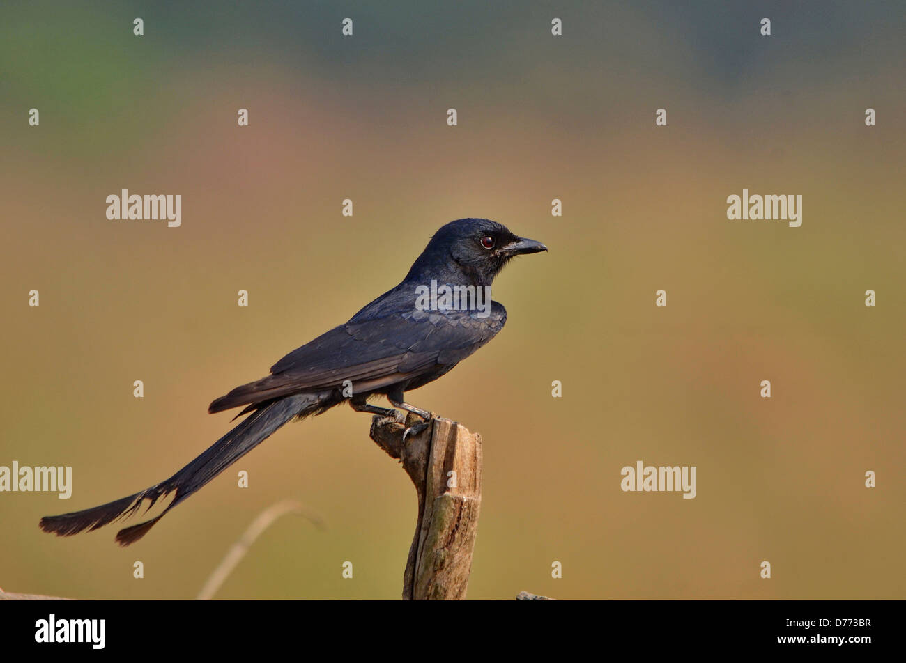 India, Black Drongo (Dicrurus macrocercus Stock Photo - Alamy