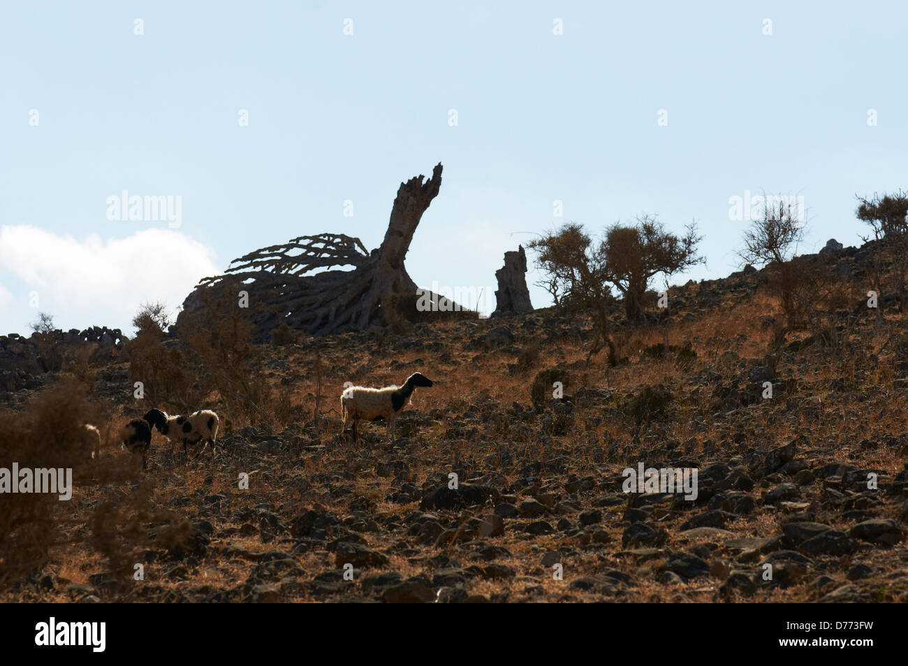 Some goats on the dry and barren land of Socotra Stock Photo - Alamy