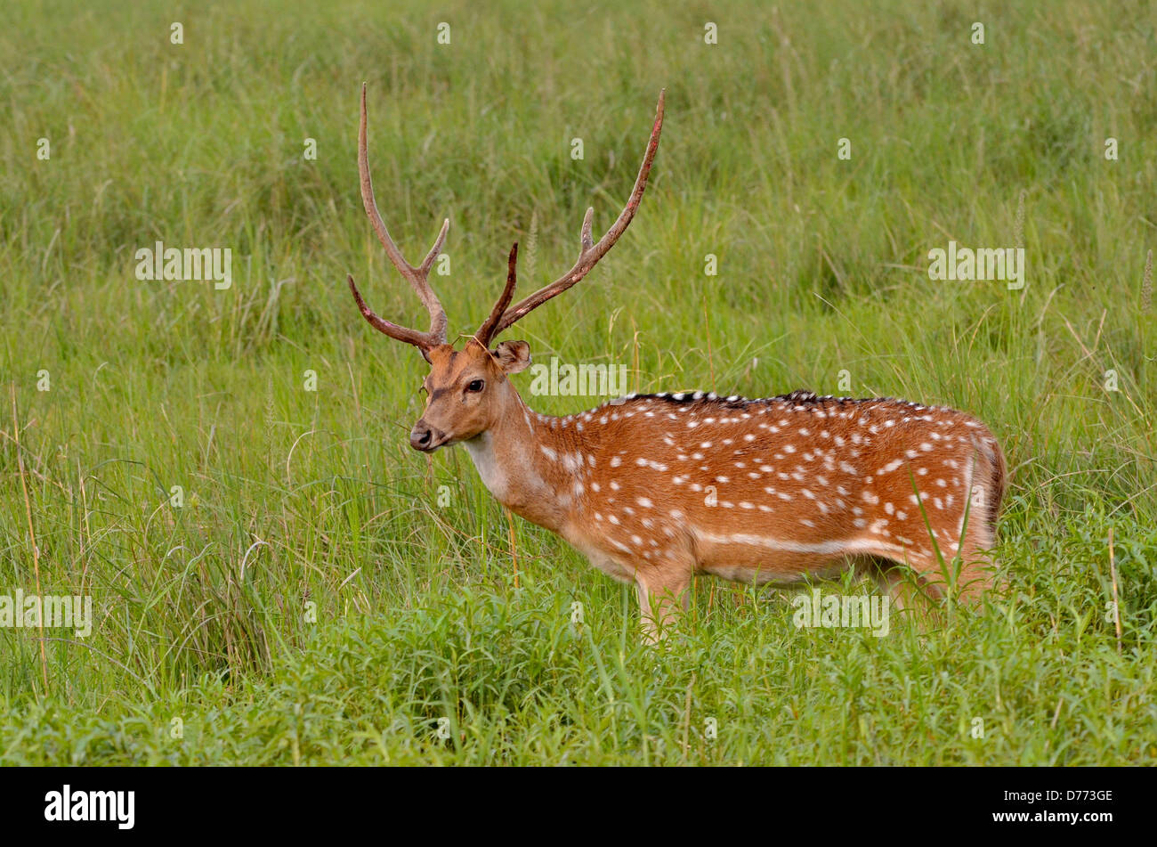 Male chital hi-res stock photography and images - Alamy