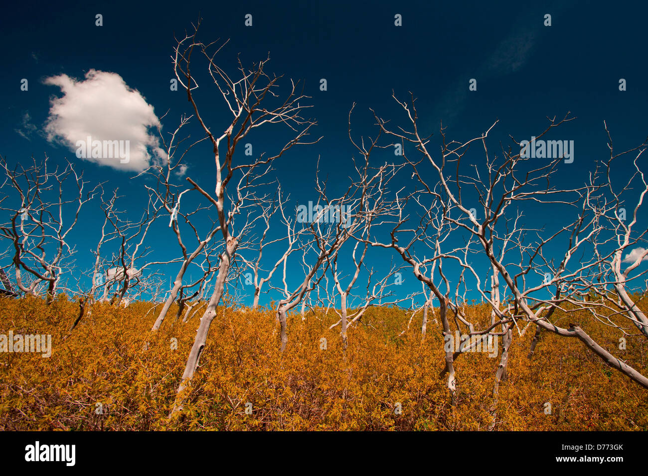 Skeletal trees trunks hi-res stock photography and images - Alamy