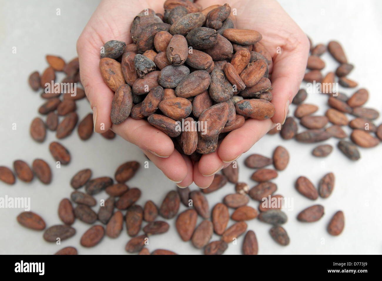 Handewitt, Germany, toasted cocoa beans in a chocolate factory Stock ...
