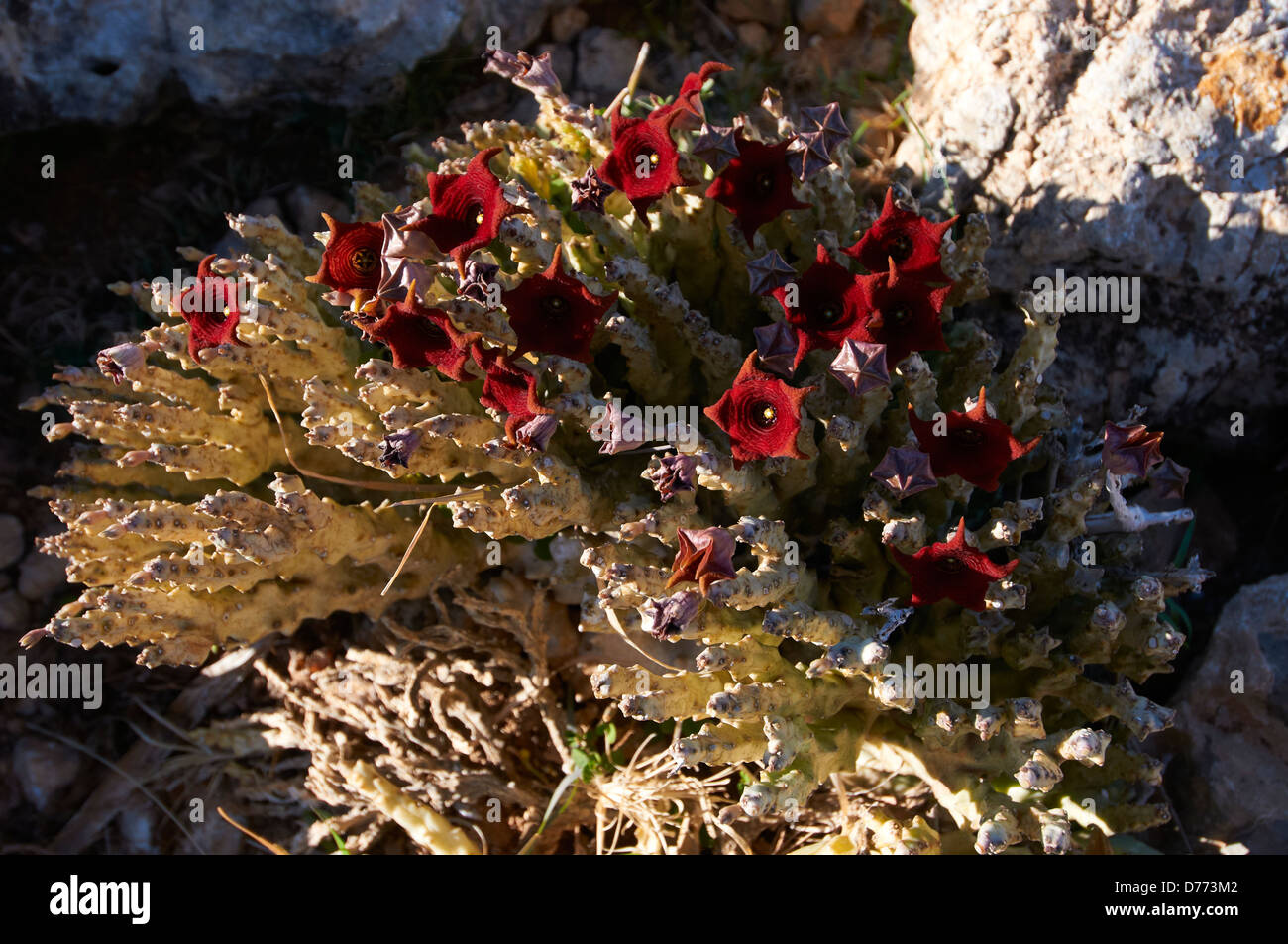 Endemic flower species on the island of Socotra Stock Photo - Alamy