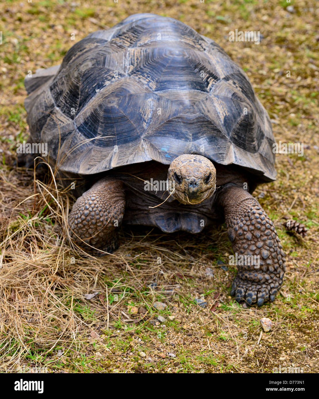Aldabra giant tortoise at Durrell Wildlife Park , Jersey, channel ...