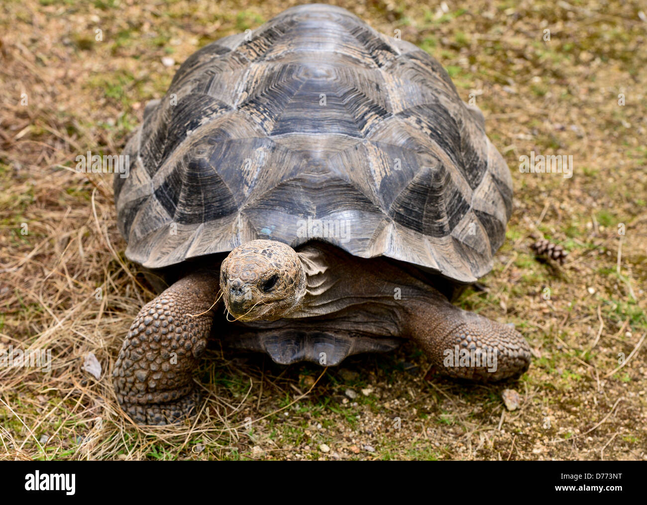 Aldabra giant tortoise at Durrell Wildlife Park , Jersey, channel ...