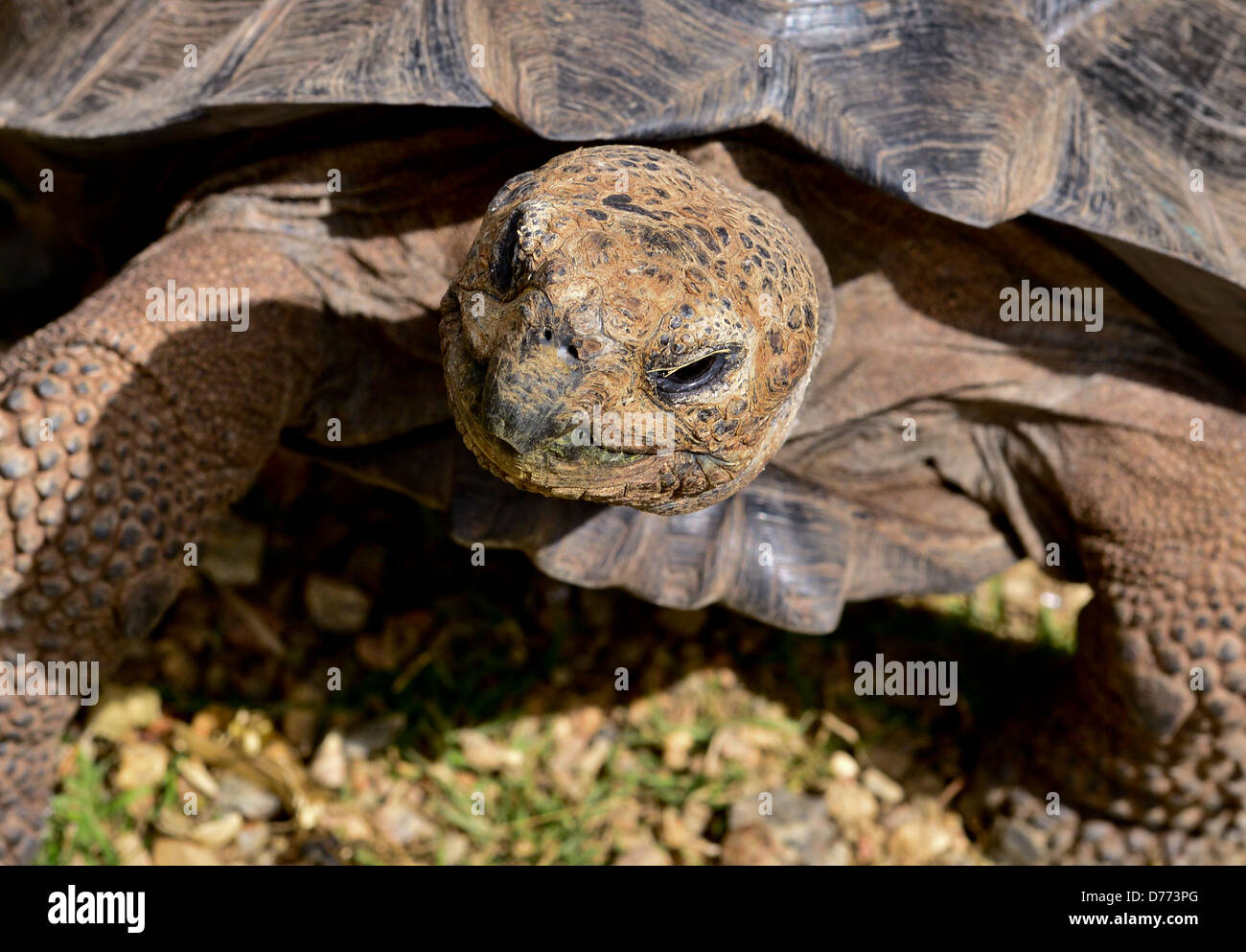 Durrell Wildlife Park Stock Photos & Durrell Wildlife Park Stock Images ...