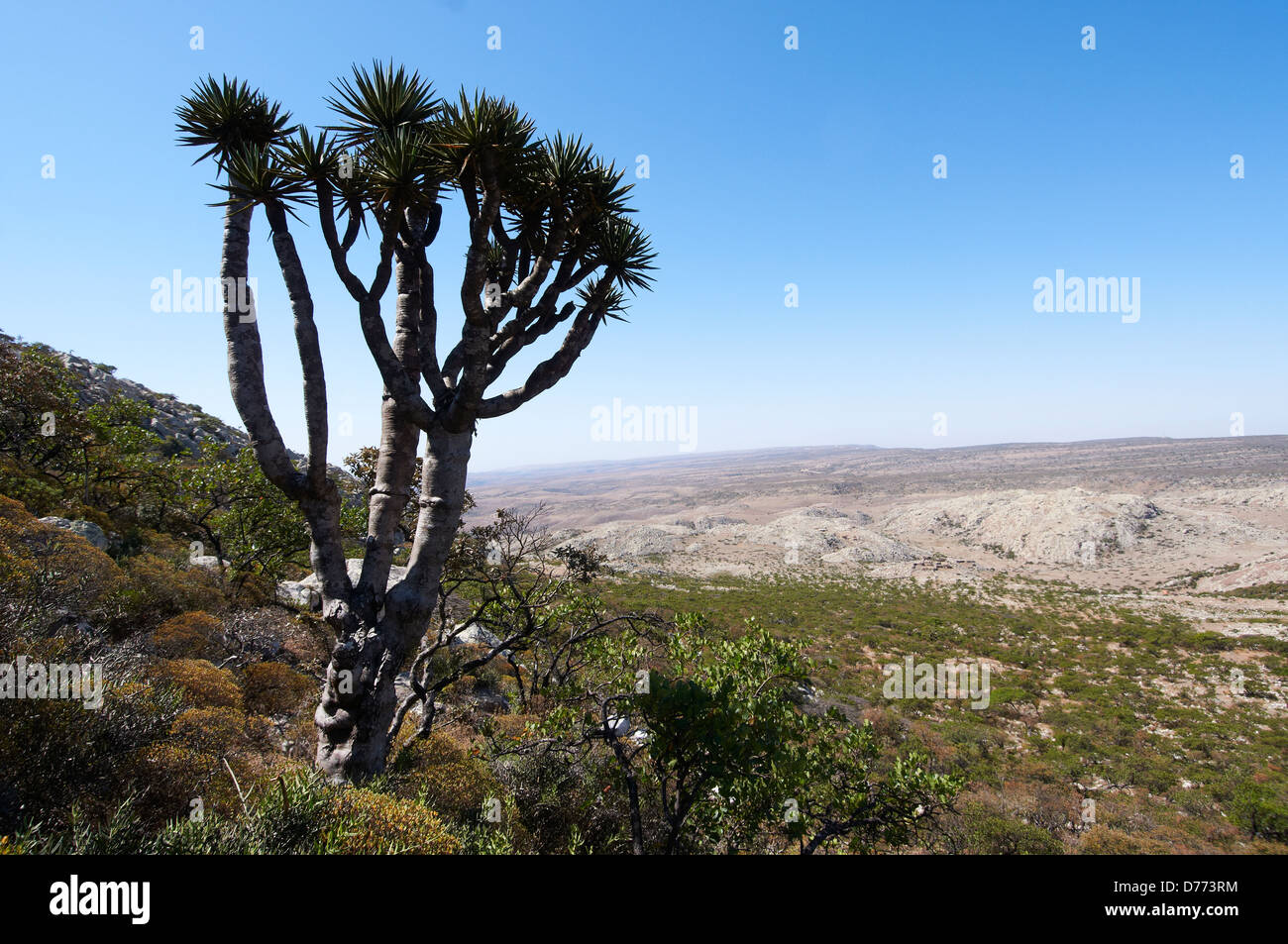 Landscape with a young dragon blood tree Stock Photo - Alamy