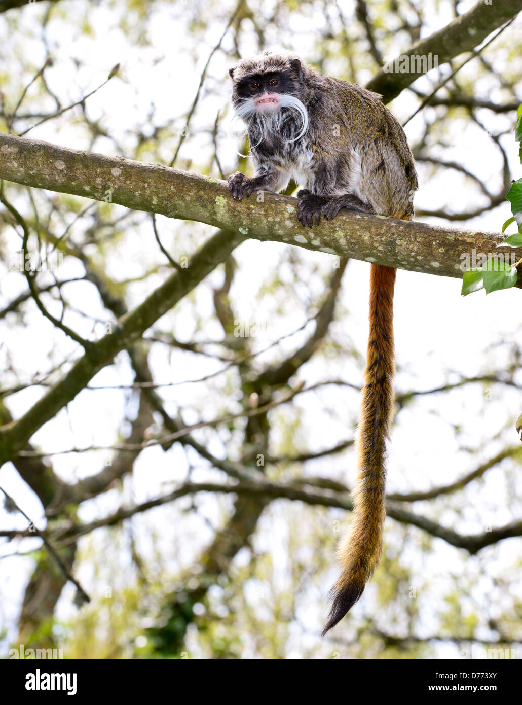 Pied tamarin at at Durrell Wildlife Conservation Park Jersey Channel ...