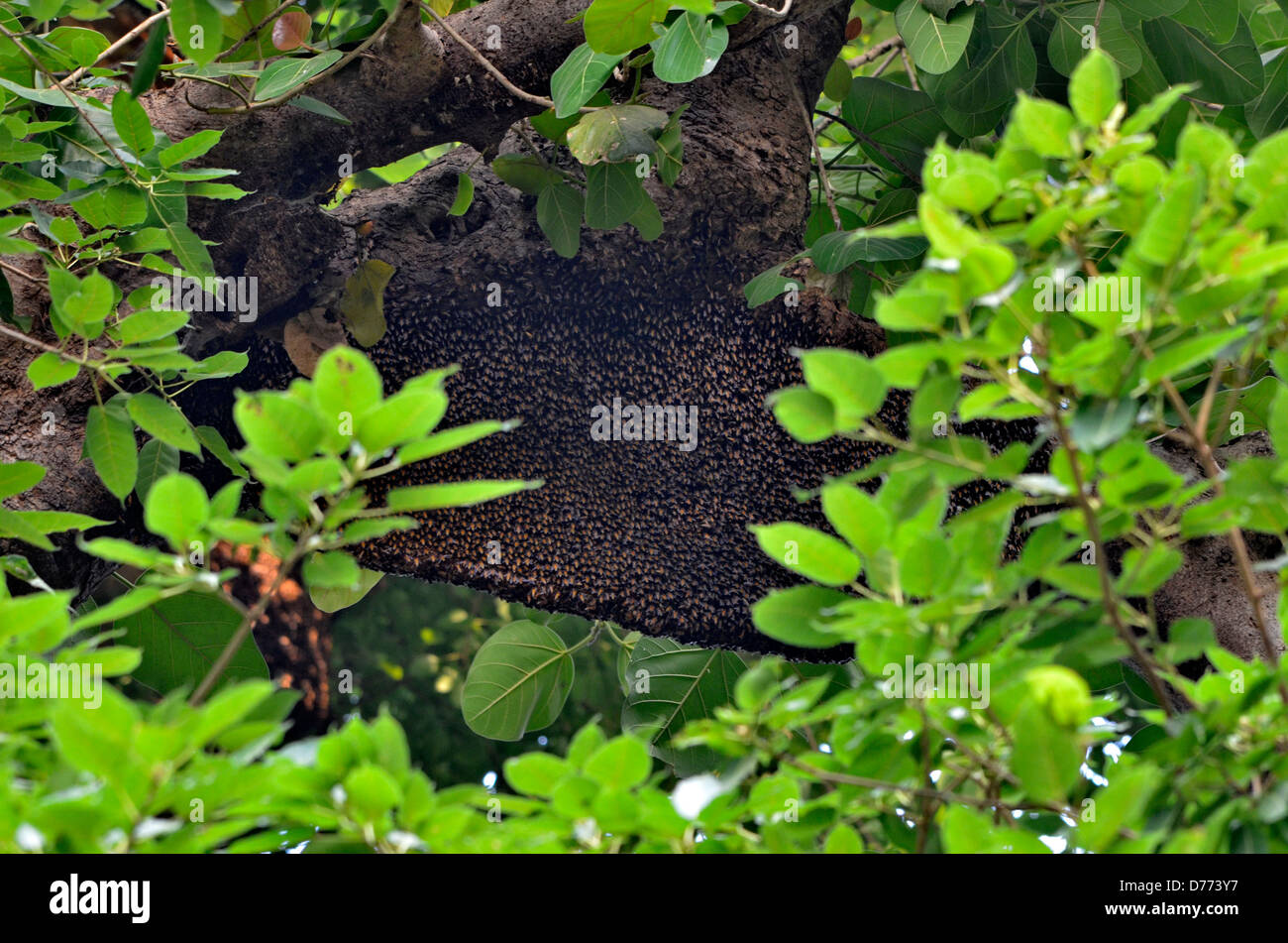 Forest tree in india hi-res stock photography and images - Alamy