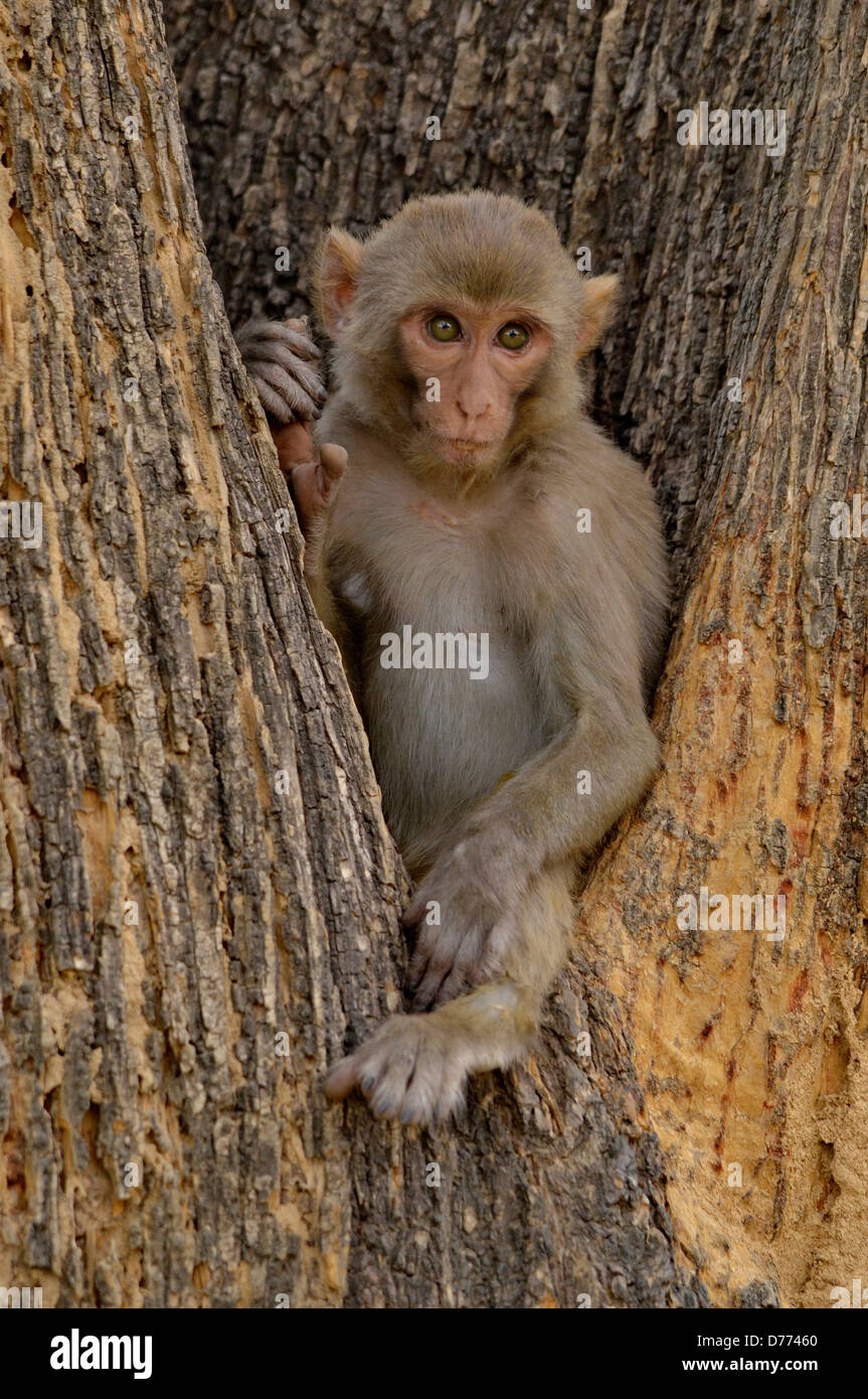 India rhesus macaque (Macaca mulatta Stock Photo - Alamy