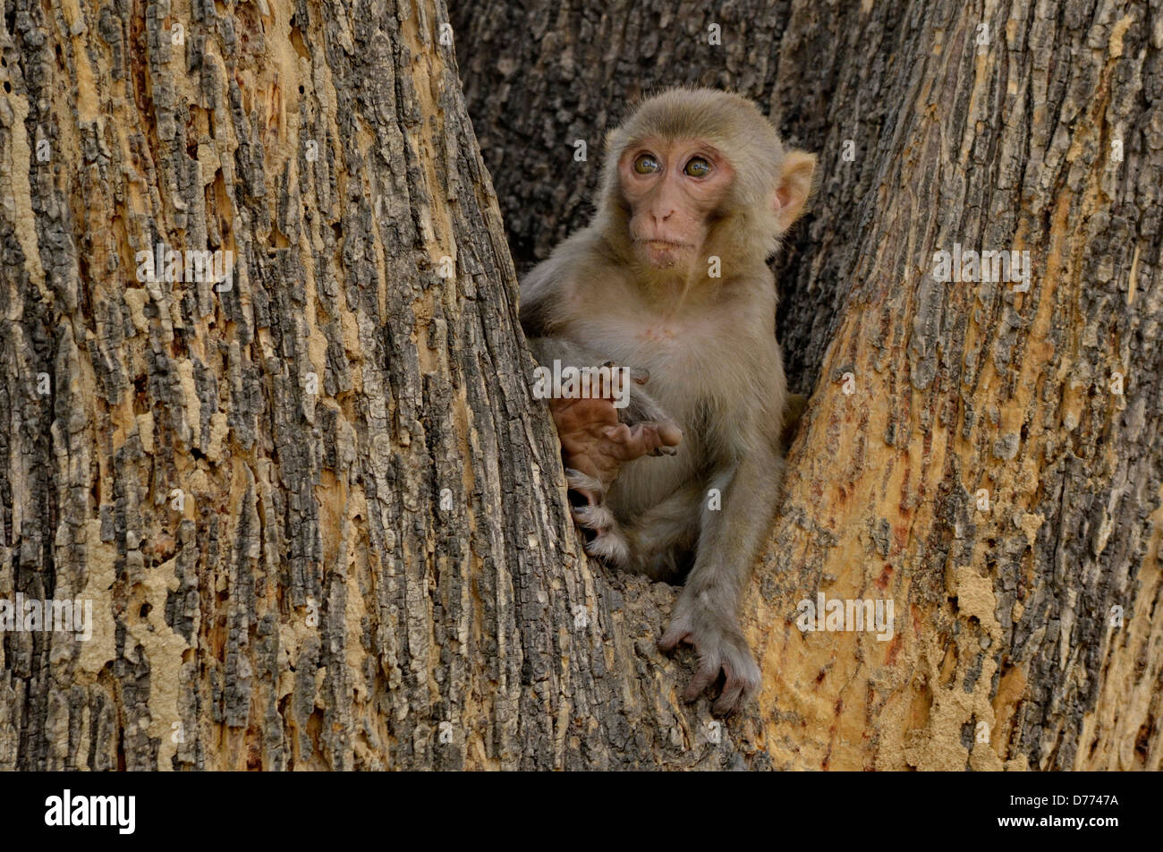India rhesus macaque (Macaca mulatta Stock Photo - Alamy